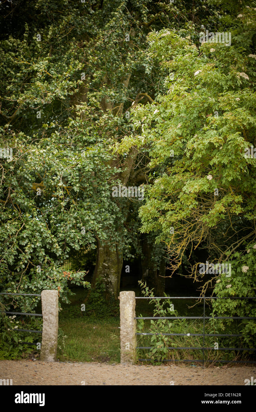 Garden entrance under tree shade Stock Photo - Alamy