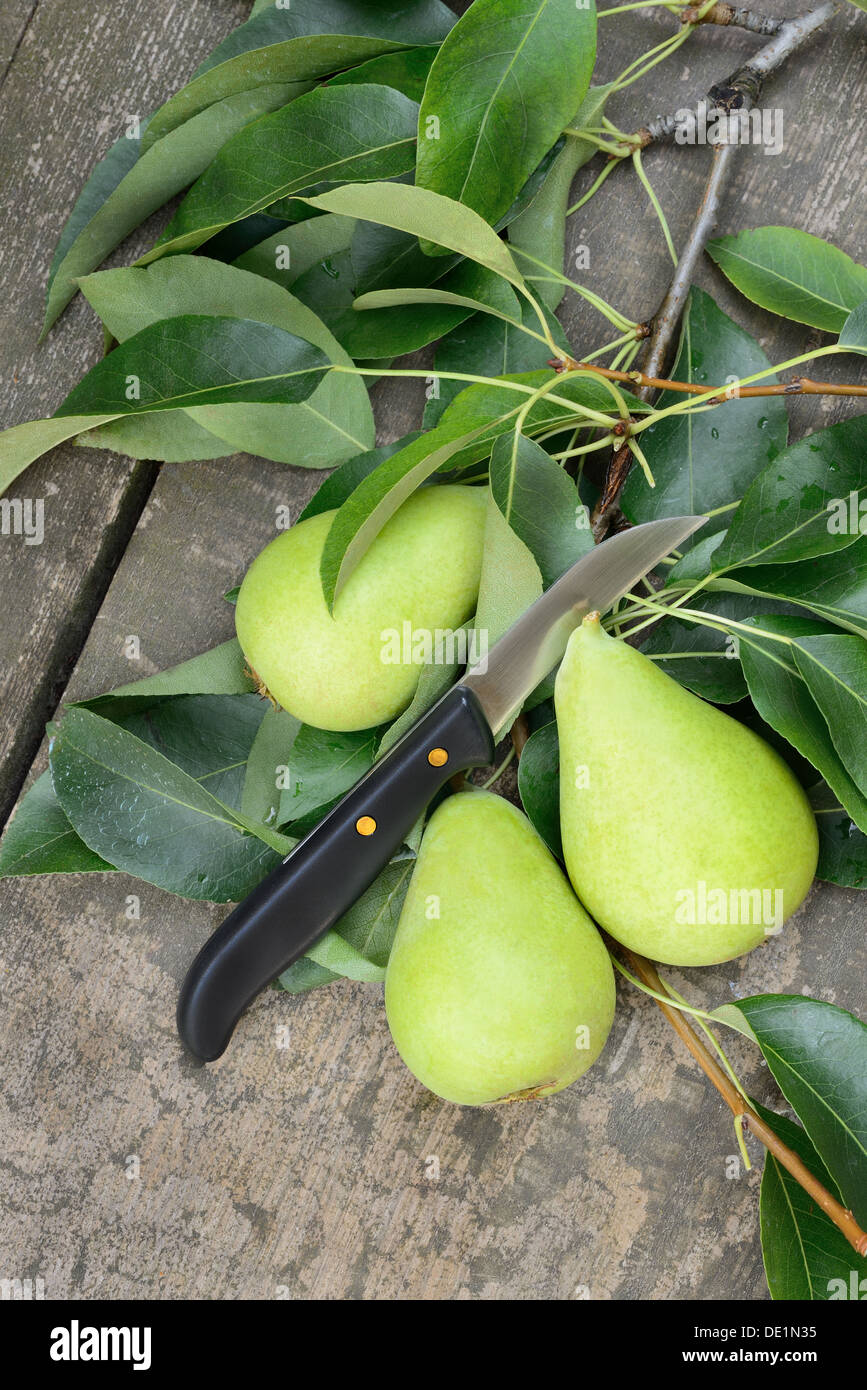 pears freshly picked from the tree with branch and leaves on wooden ...