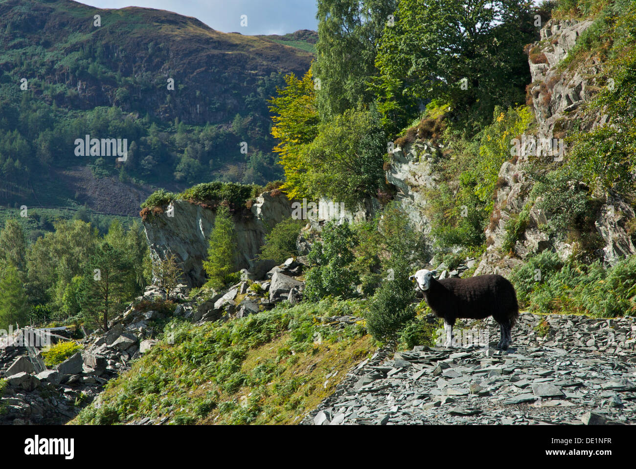 Old slate quarry above the village of Chapel Stile, Langdale, Lake ...
