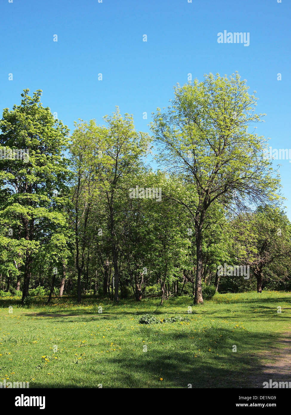 summer park, trees Stock Photo - Alamy