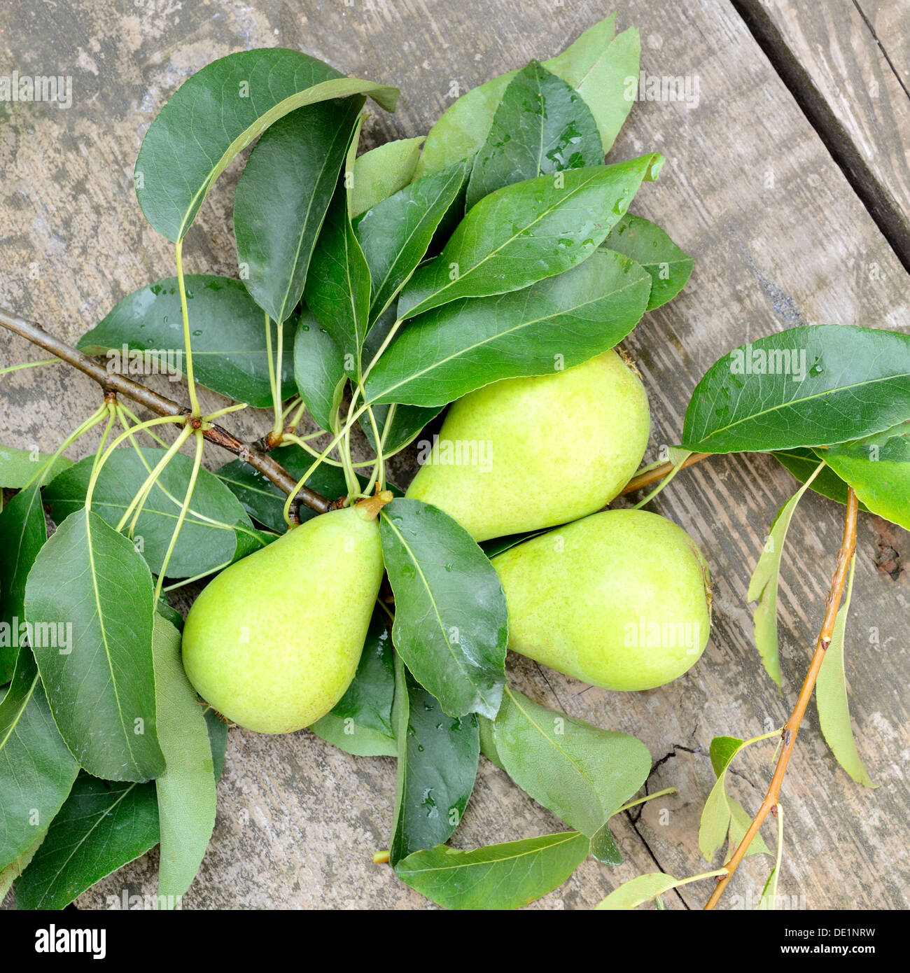 pears freshly picked from the tree with branch and leaves on wooden ...