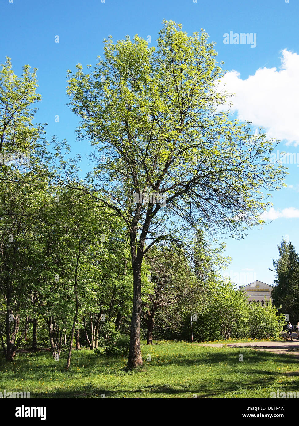 summer park, trees Stock Photo - Alamy