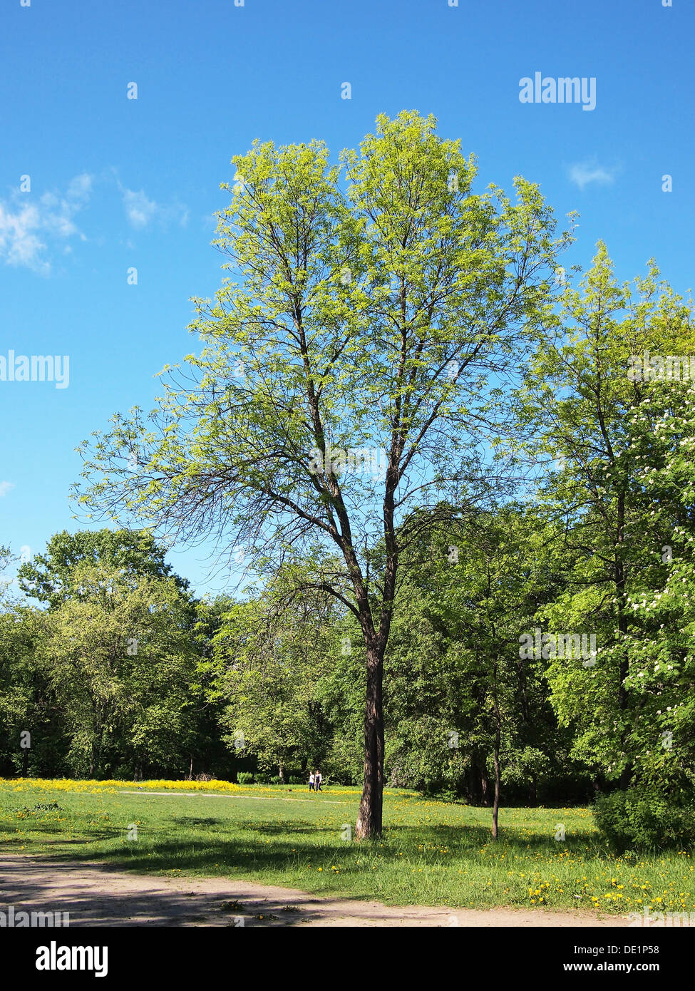 summer park, trees Stock Photo - Alamy