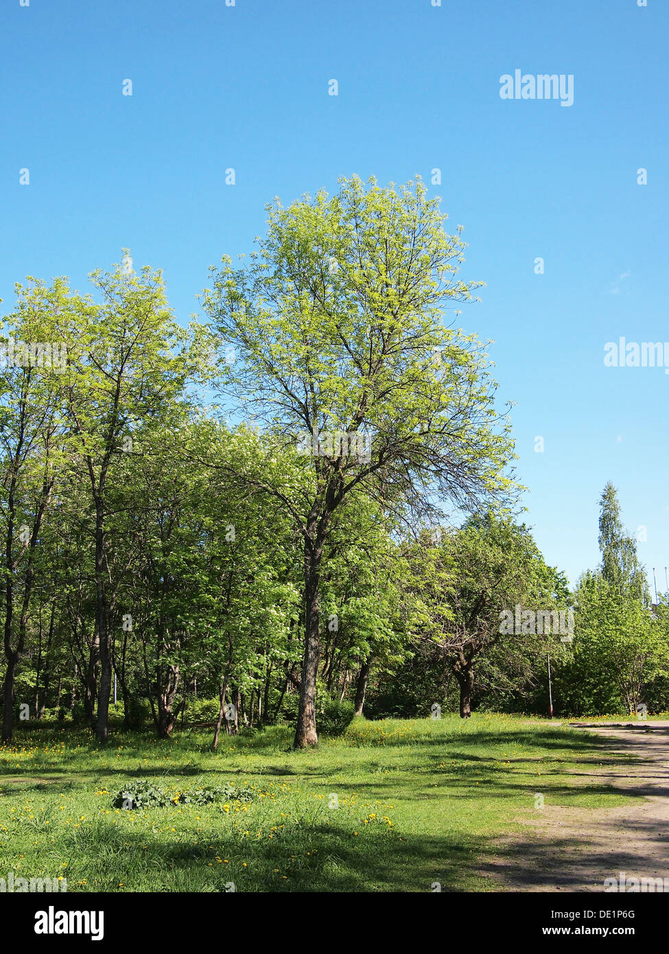 summer park, trees Stock Photo - Alamy