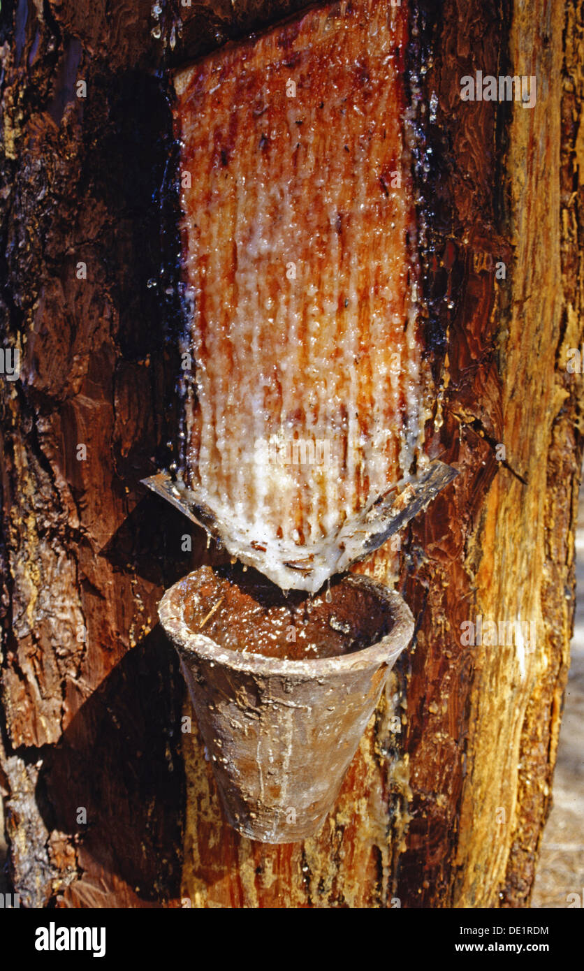 Extracting resin hi-res stock photography and images - Alamy