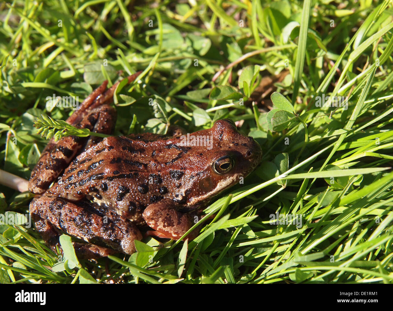 Female grass frog hi-res stock photography and images - Alamy