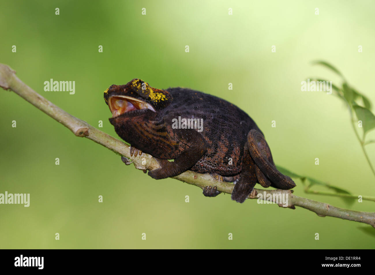 Short horned chameleon hi-res stock photography and images - Alamy