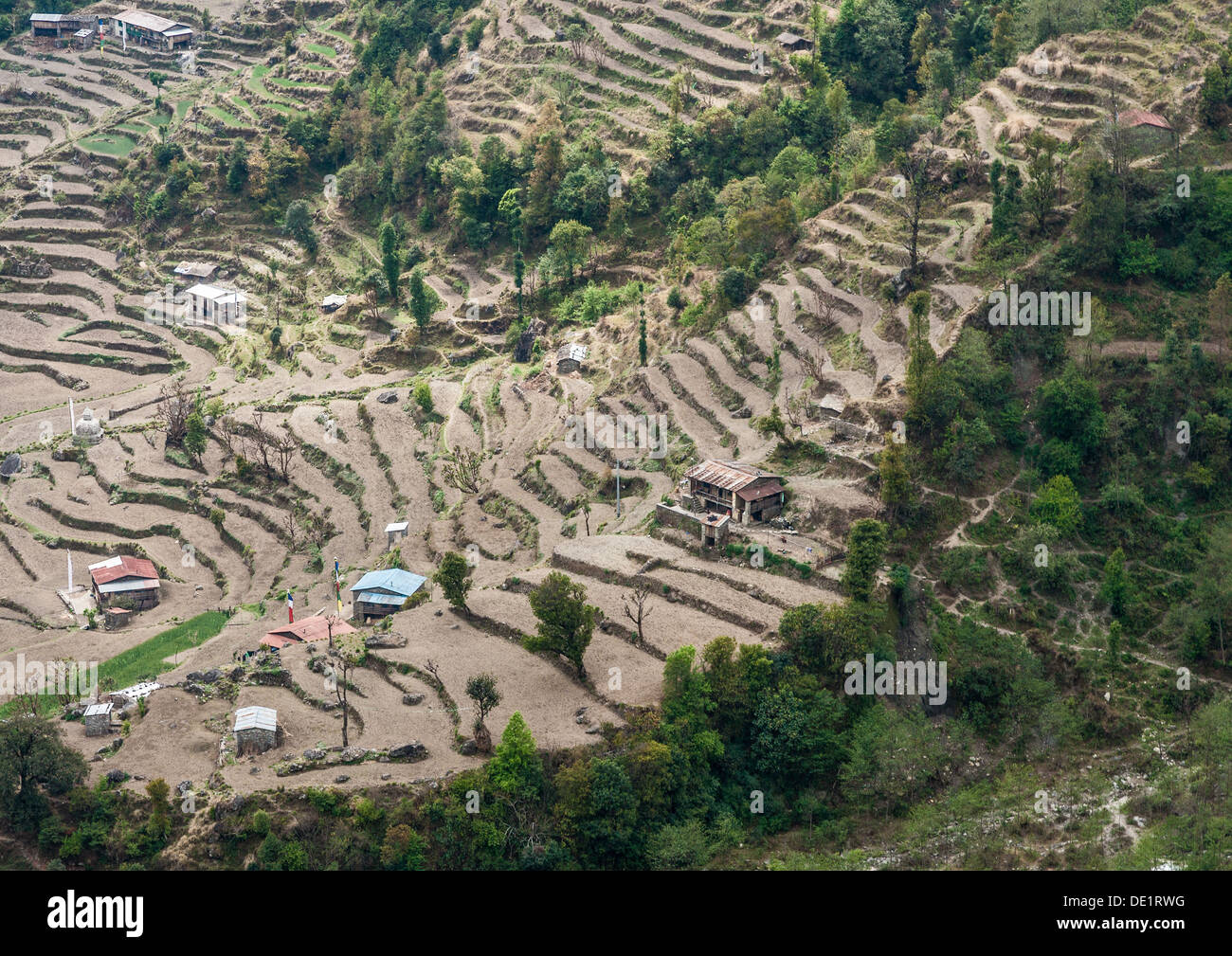 Terraced rice fields in Helambu, Nepal Stock Photo - Alamy