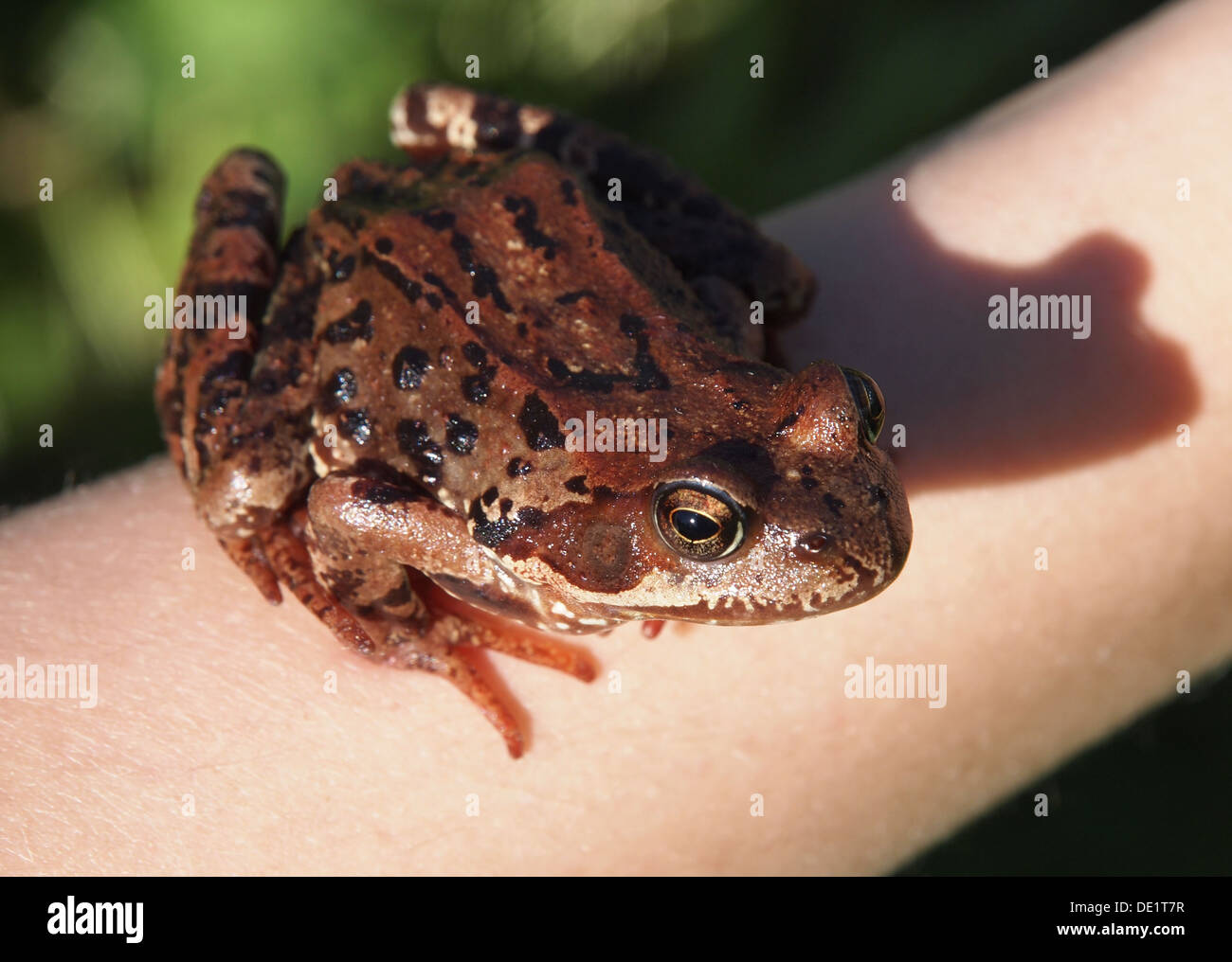 Photo of a frog sitting on a hand Stock Photo - Alamy
