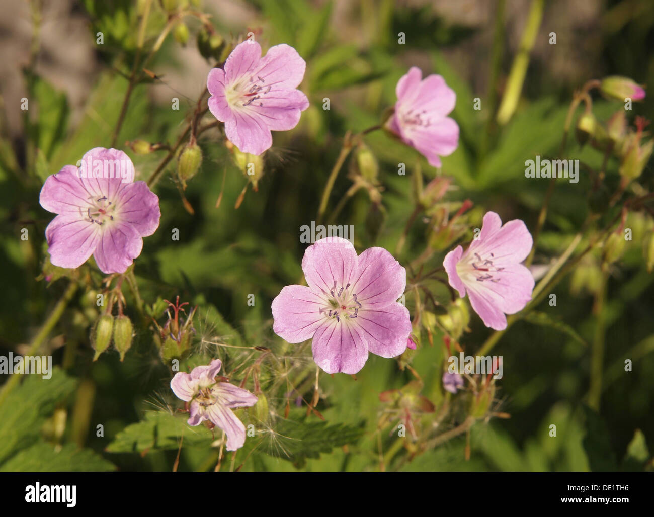 Wild Geranium Flower Stock Photo - Alamy