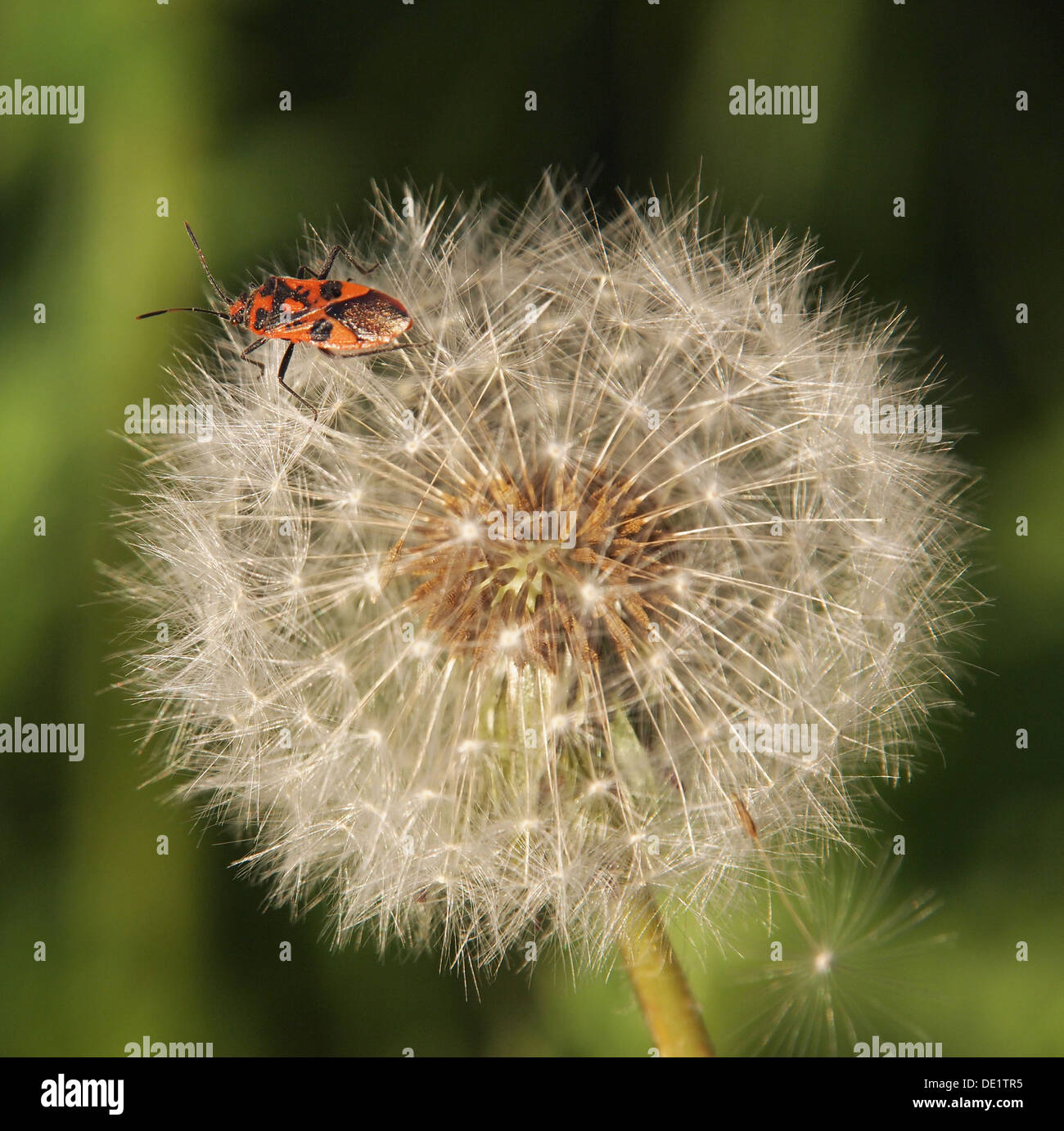 Pyrrhocoris white hi-res stock photography and images - Alamy
