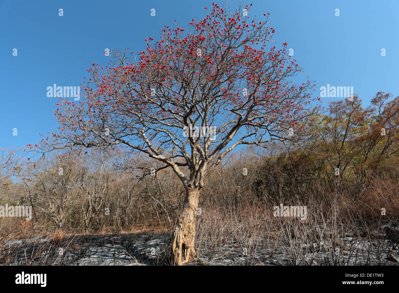 Coral tree hi-res stock photography and images - Alamy