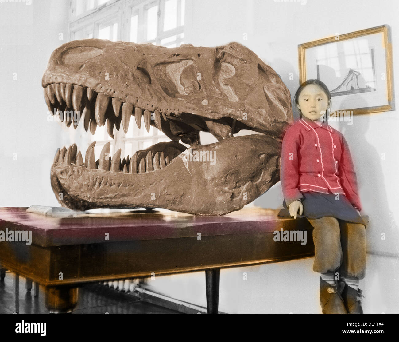 A tarbosaurus bataar hi-res stock photography and images - Alamy