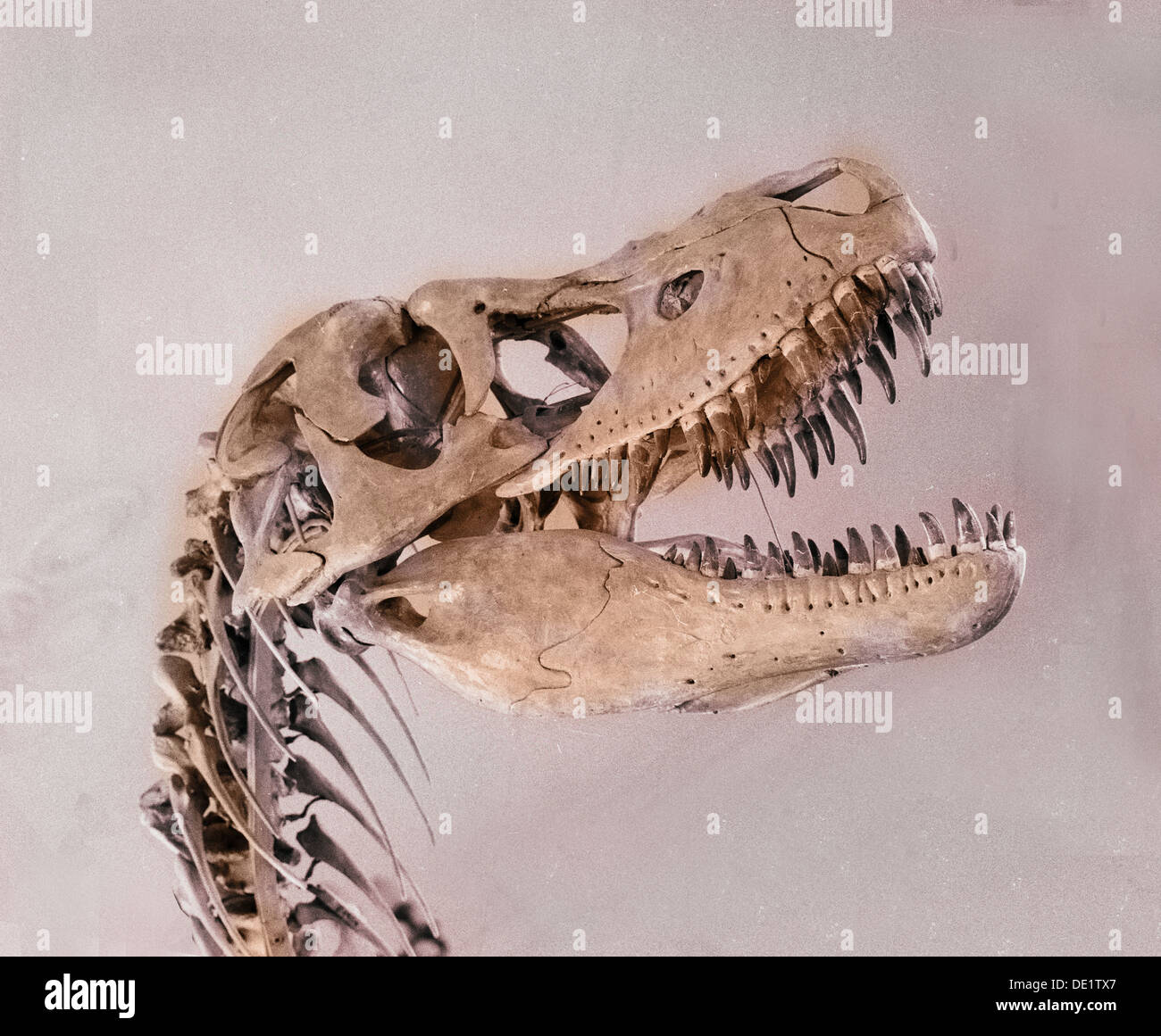 A tarbosaurus bataar hi-res stock photography and images - Alamy