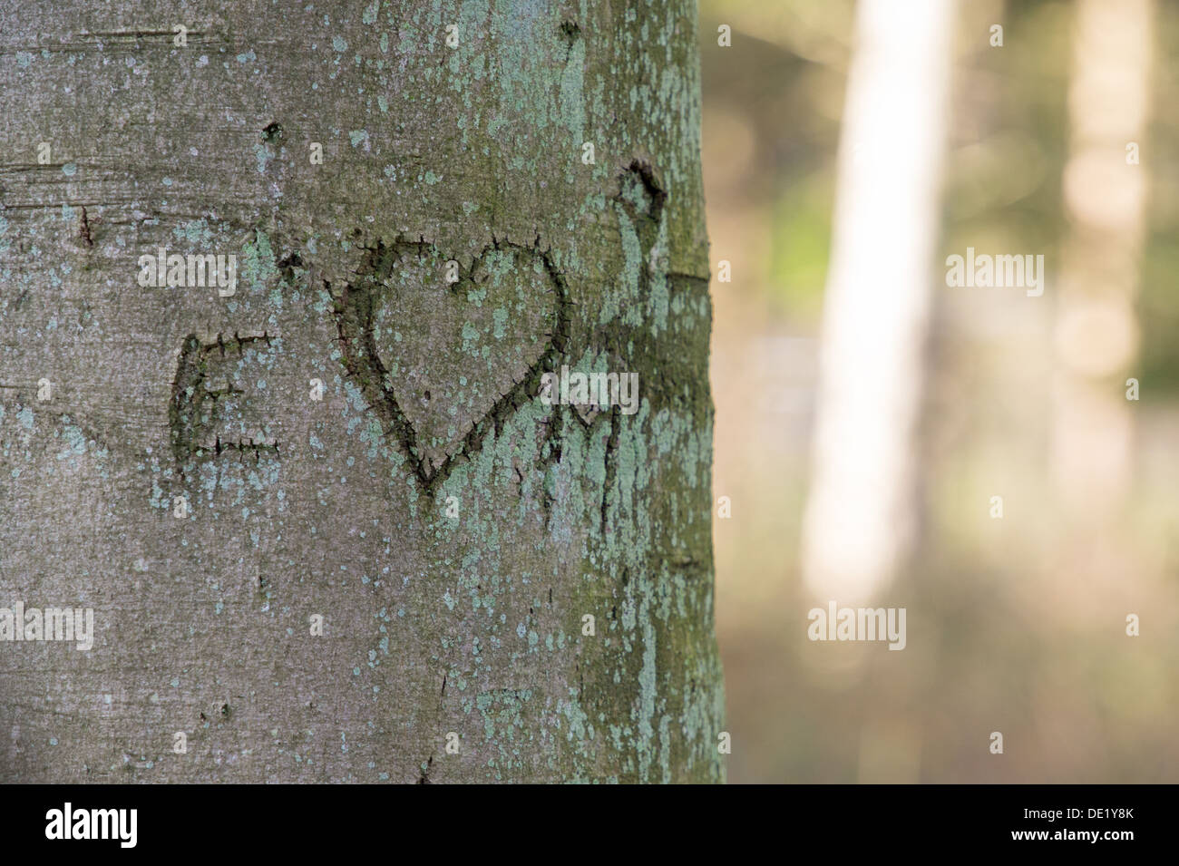 Love heart carved in big tree in the forest Stock Photo - Alamy