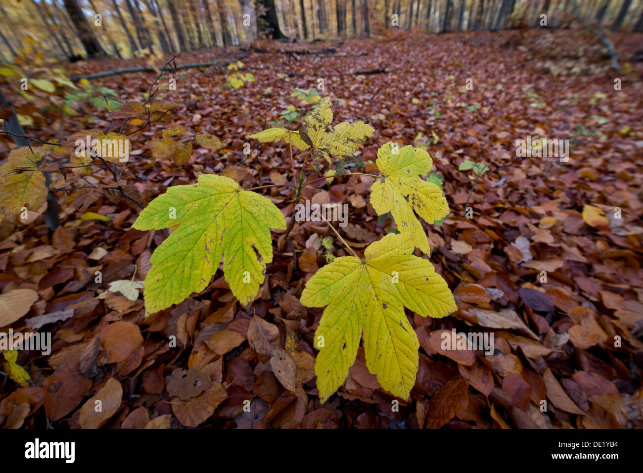 Maple tree seedling hi-res stock photography and images - Alamy