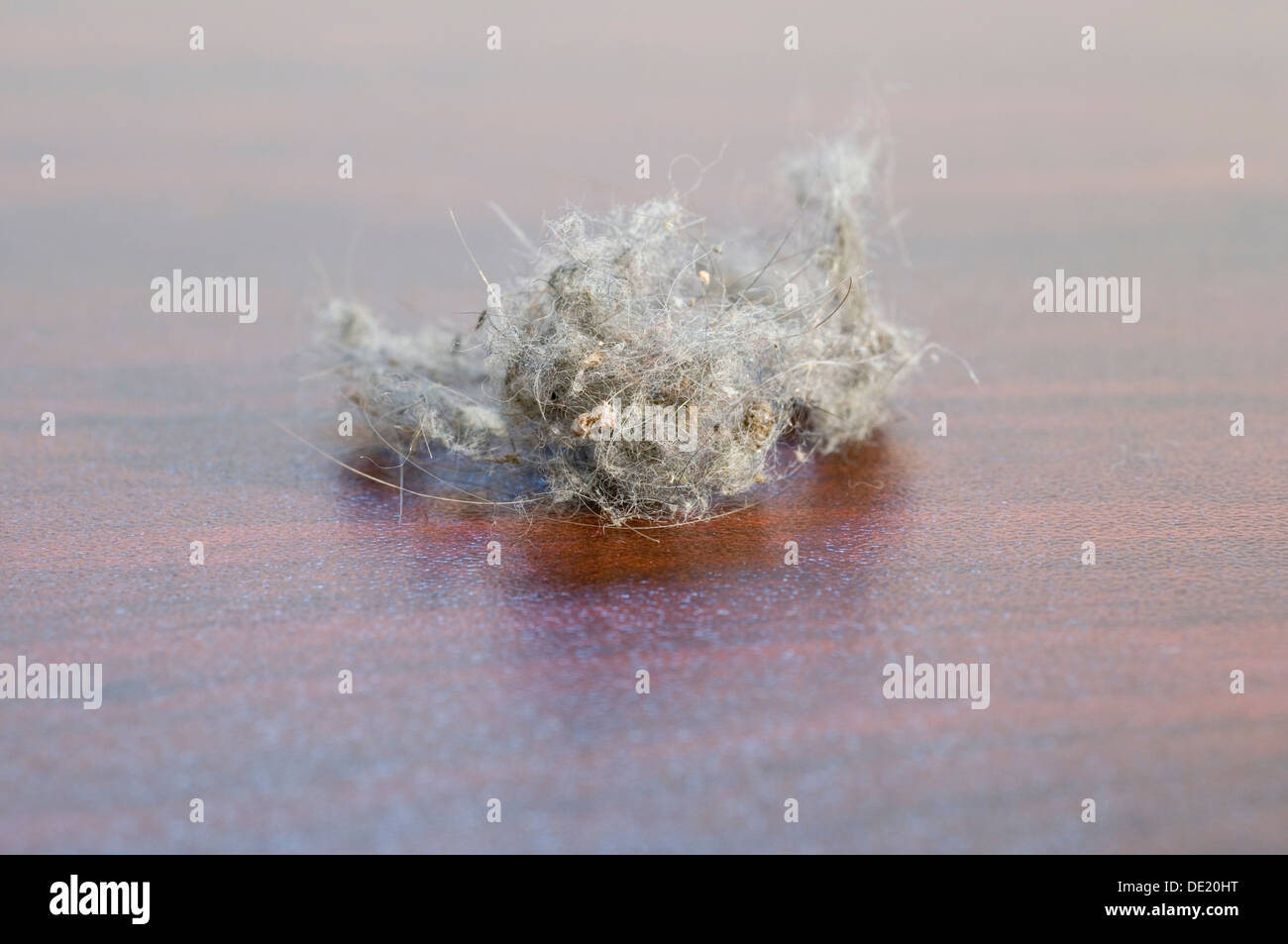 Dust fluff and hairs Stock Photo - Alamy