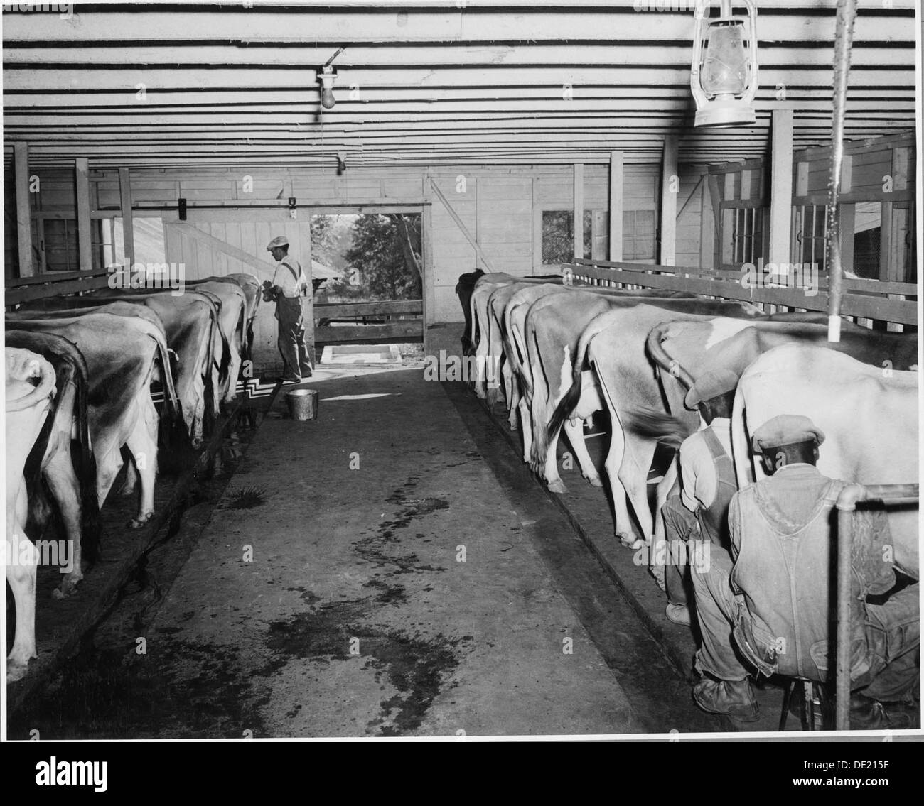 Inside the newest and best dairy farm in Harmony Community, Putnam ...