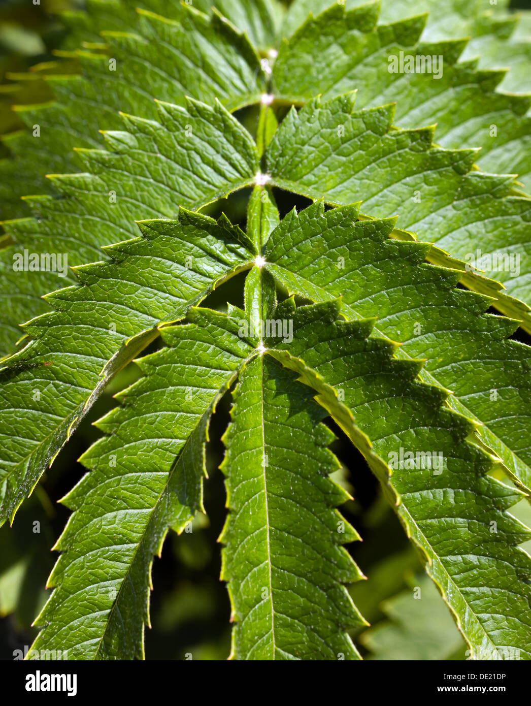 Melianthus major hi-res stock photography and images - Alamy