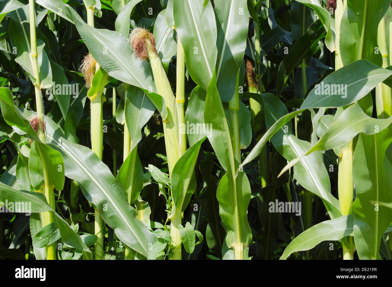 Mainburg hi-res stock photography and images - Alamy