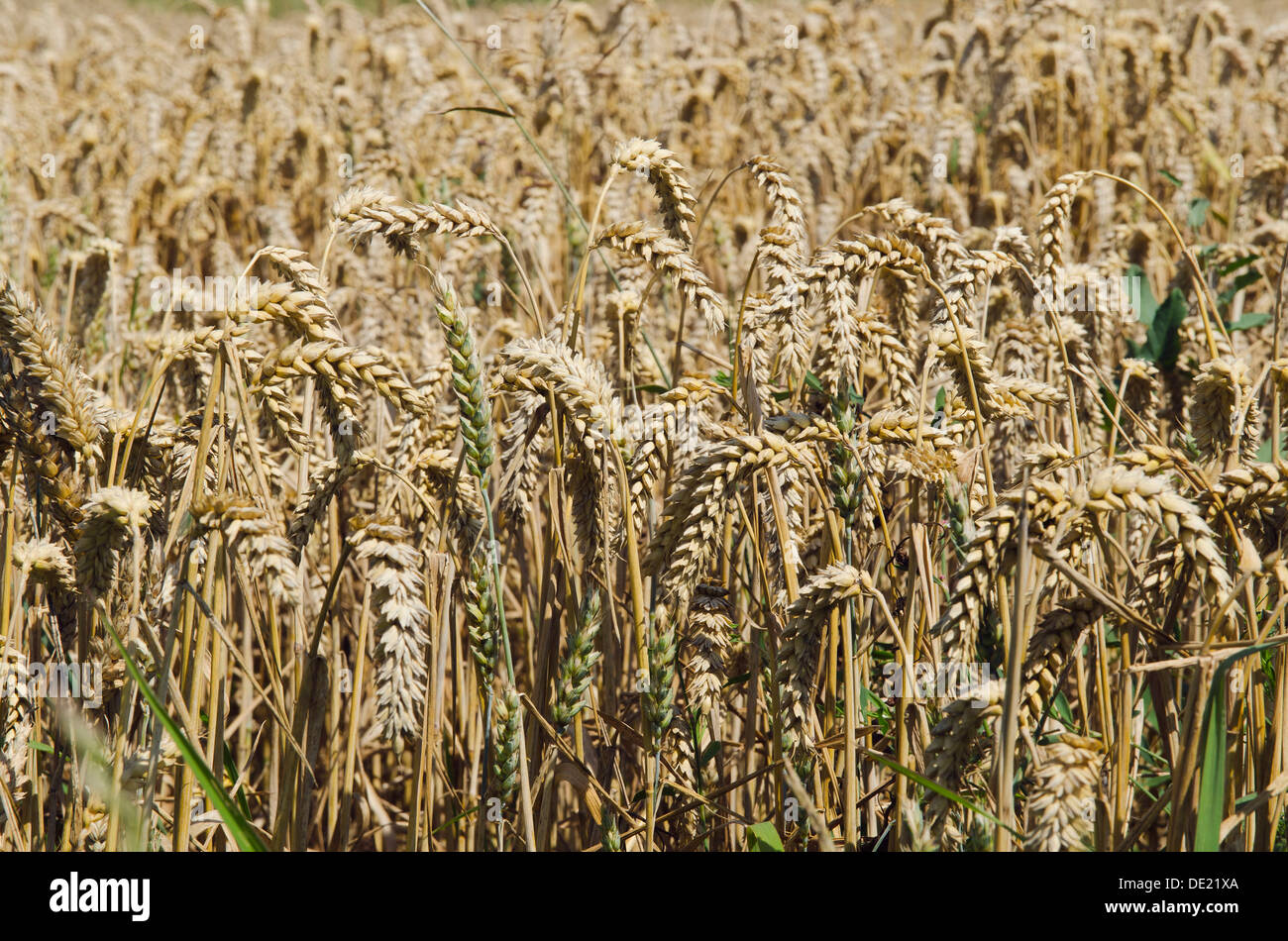 Ears of grain hi-res stock photography and images - Alamy