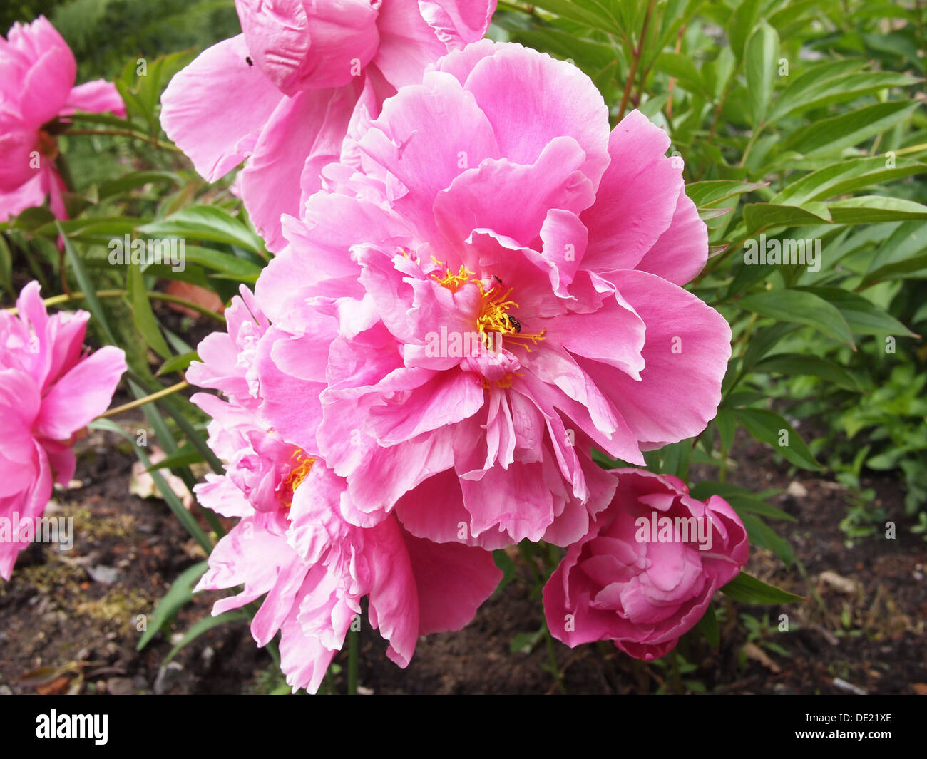 Pione hi-res stock photography and images - Alamy