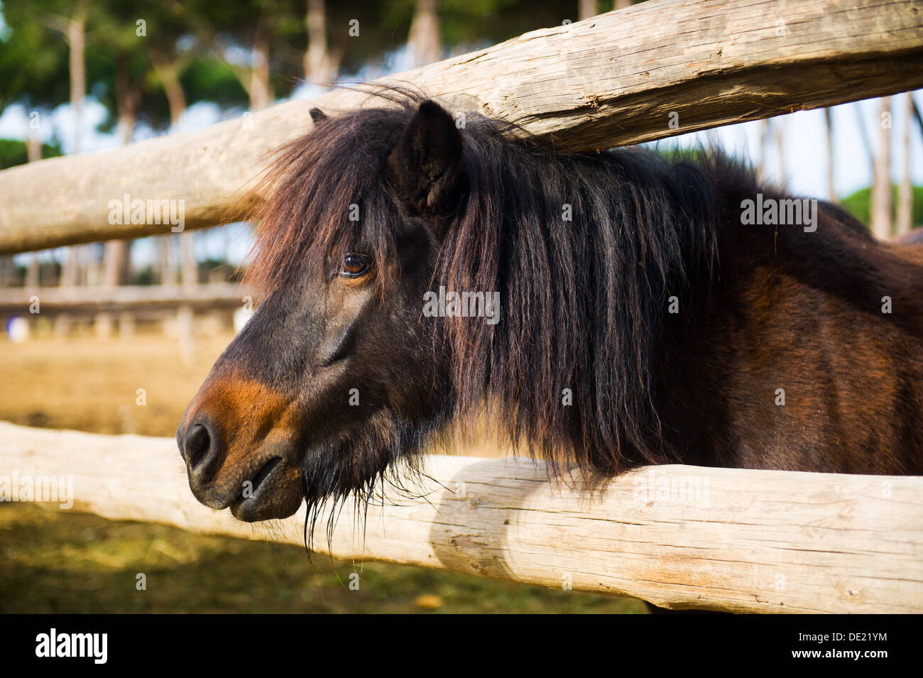 Little equestrian hi-res stock photography and images - Alamy