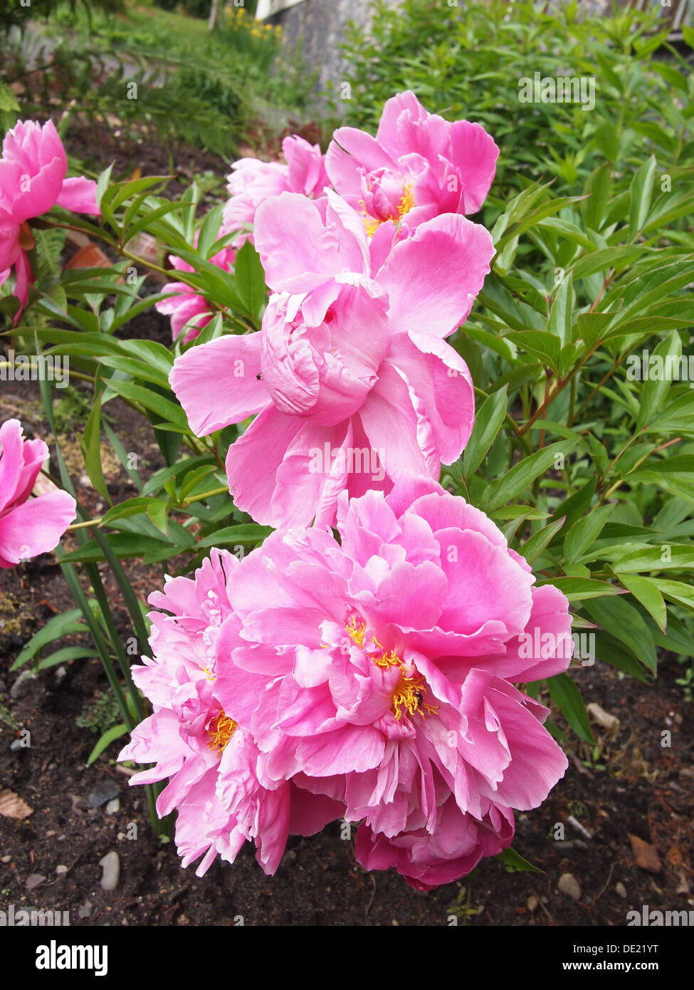 Pione hi-res stock photography and images - Alamy