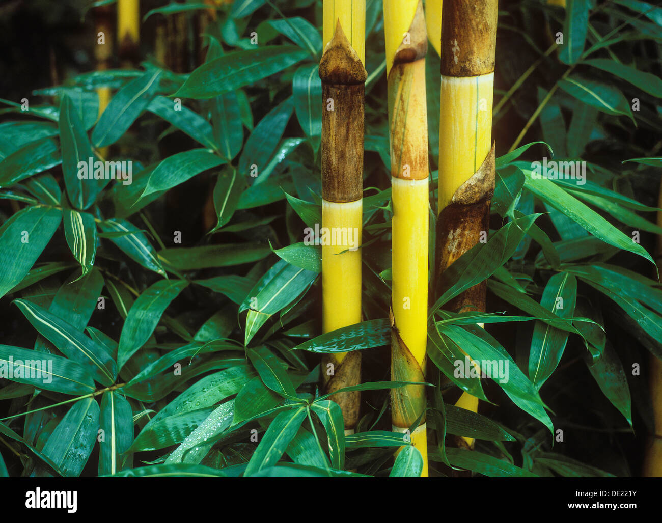 Golden bamboo phyllostachys aurea hi-res stock photography and images ...