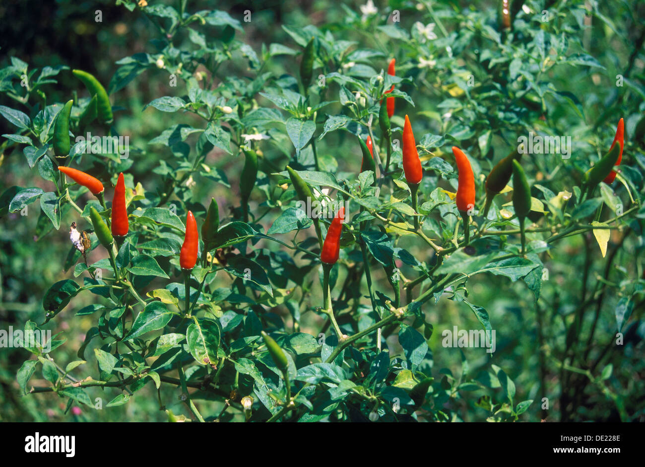 Red and green chili peppers (Capsicum) growing on a field, Ubud, Bali ...