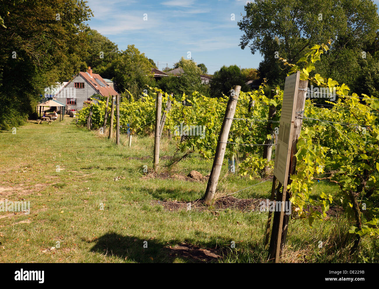 Sedlescombe organic vineyard hi-res stock photography and images - Alamy