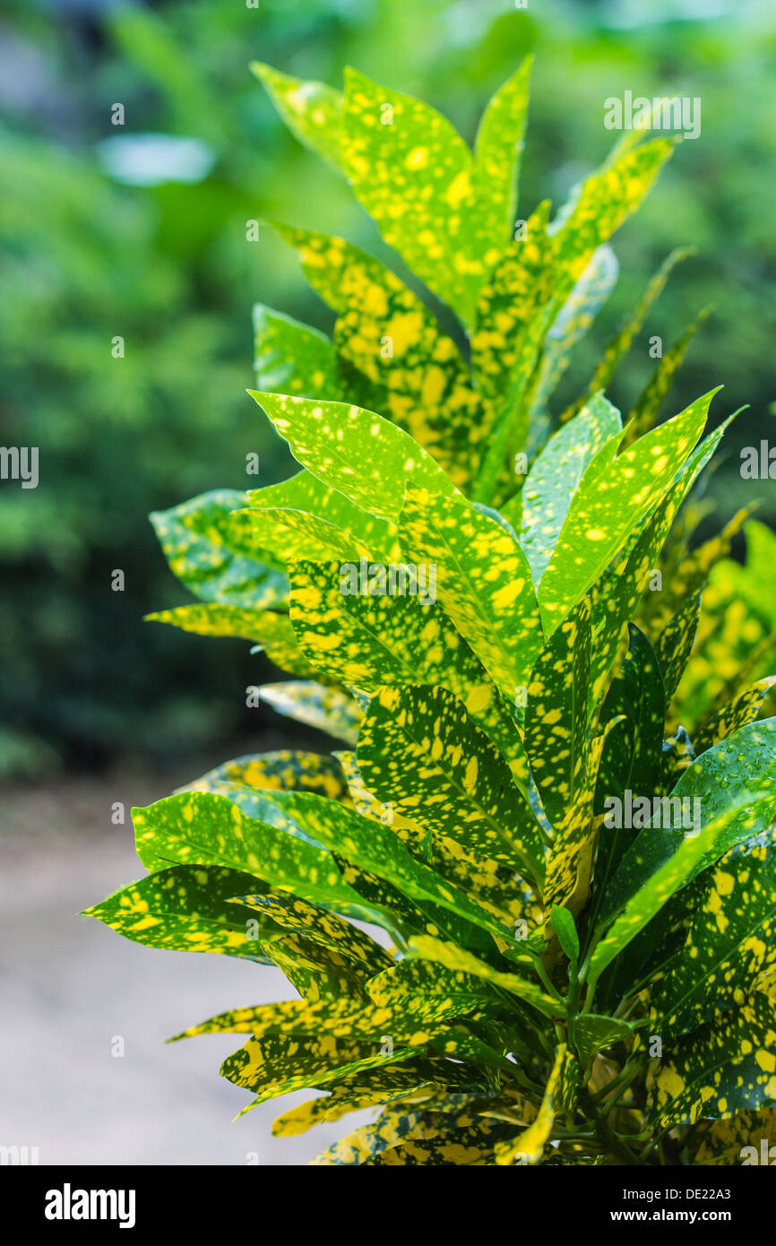 Codiaeum hi-res stock photography and images - Alamy