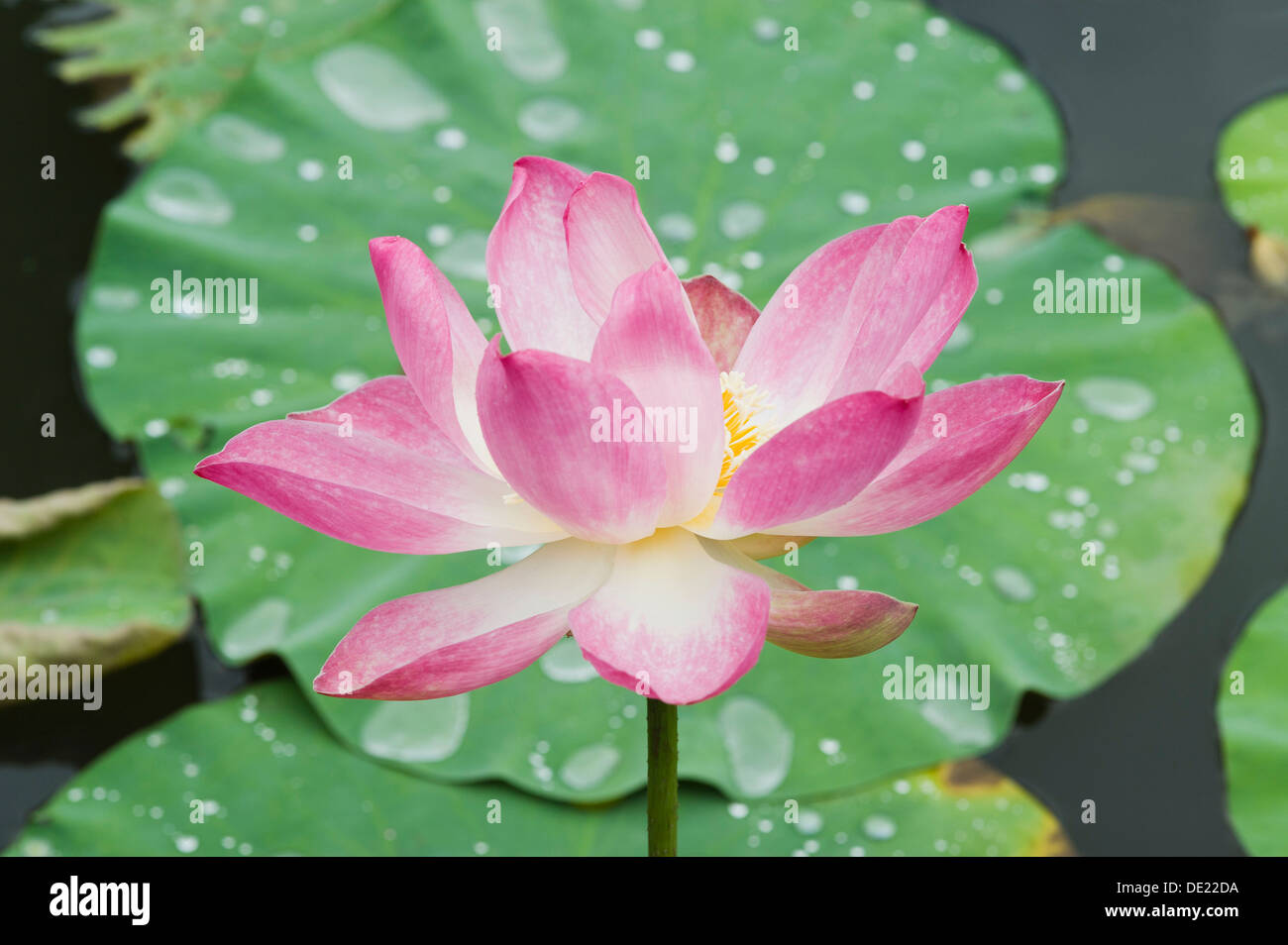 Indian lotus hi-res stock photography and images - Alamy