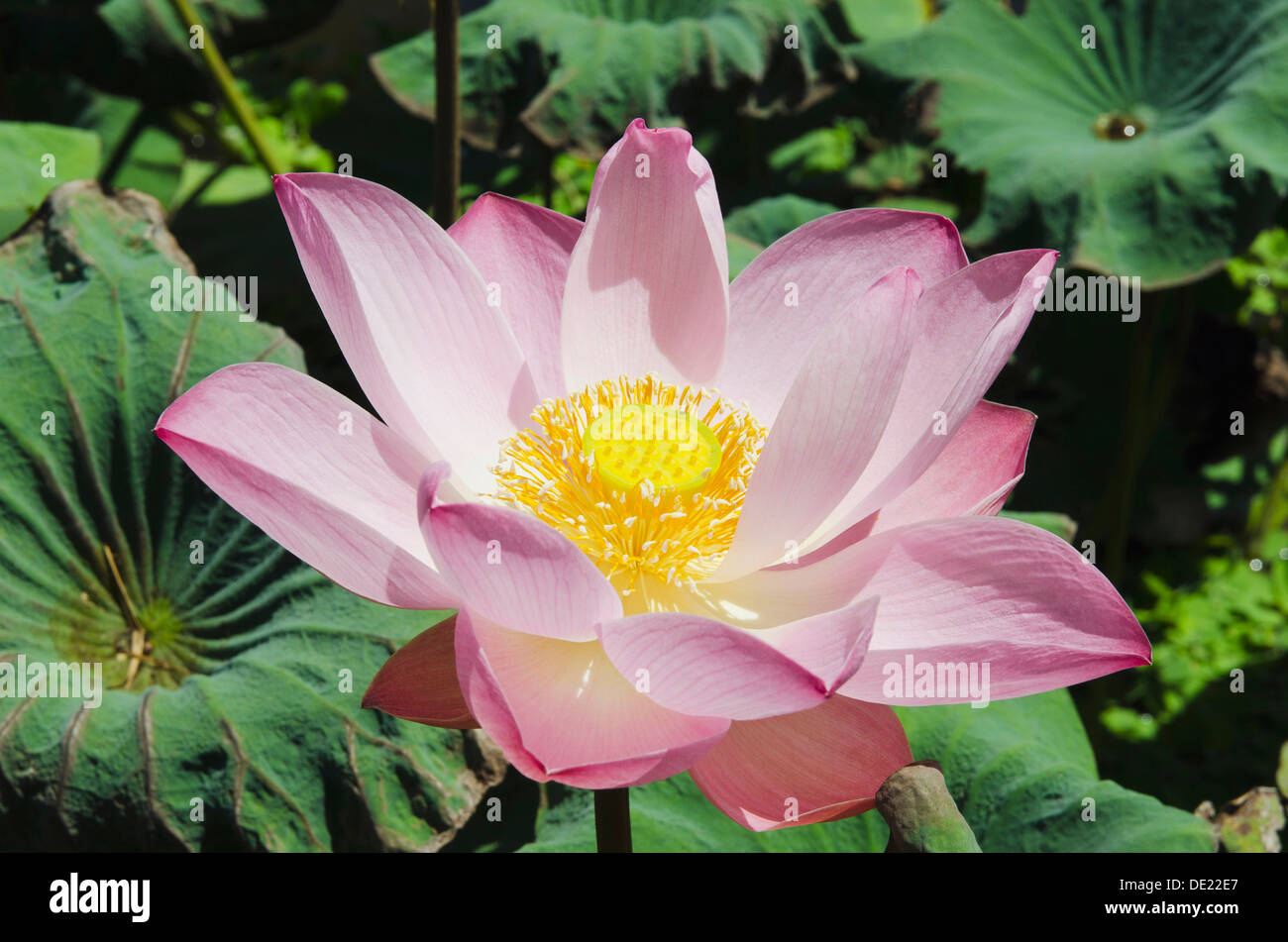 Indian lotus hi-res stock photography and images - Alamy
