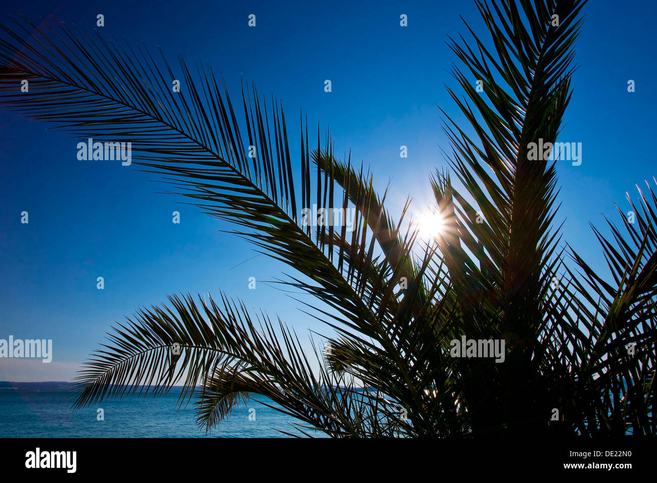 Palm tree on the Caribbean sea Stock Photo - Alamy