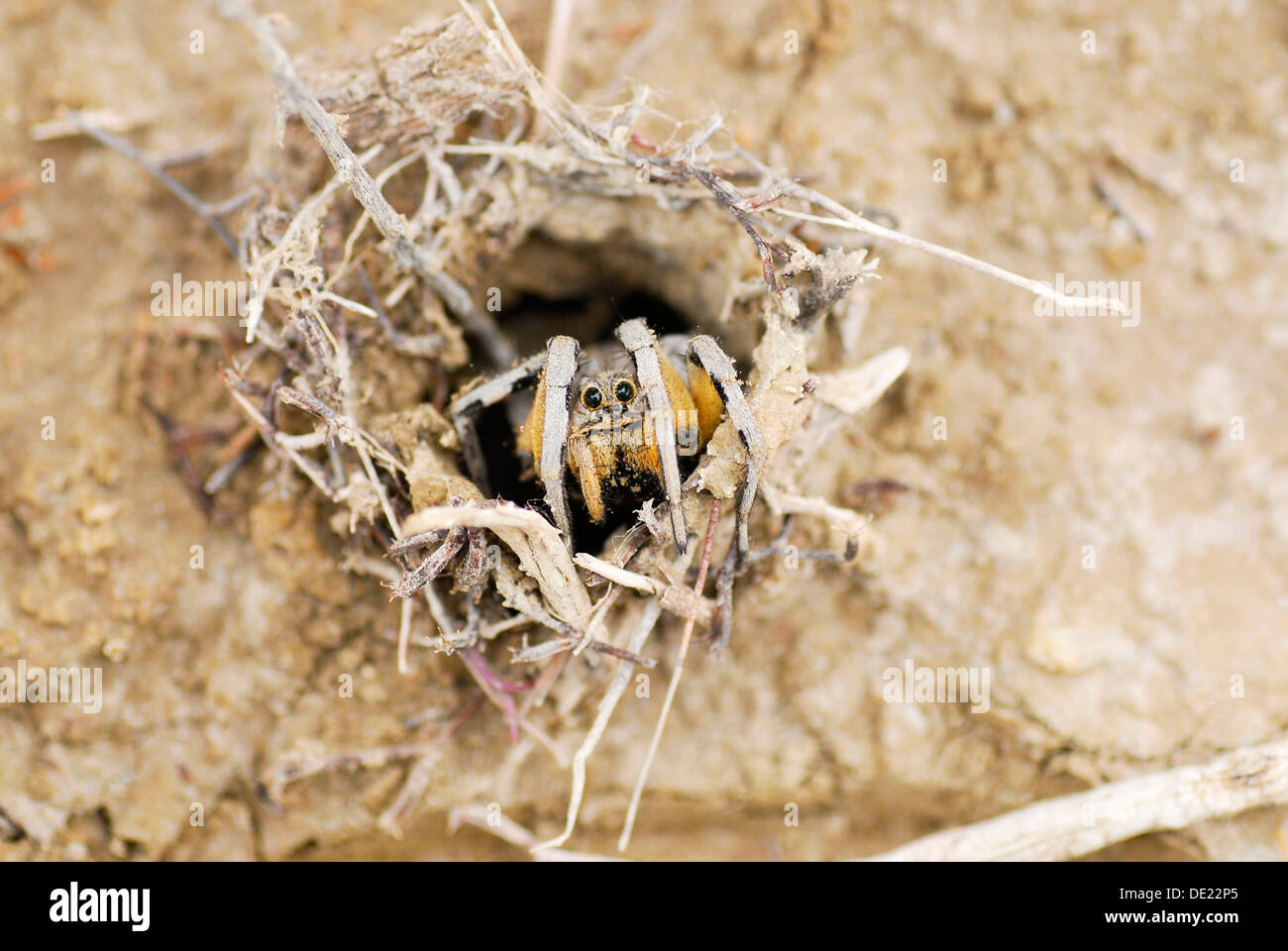 Tarantula burrow hi-res stock photography and images - Alamy
