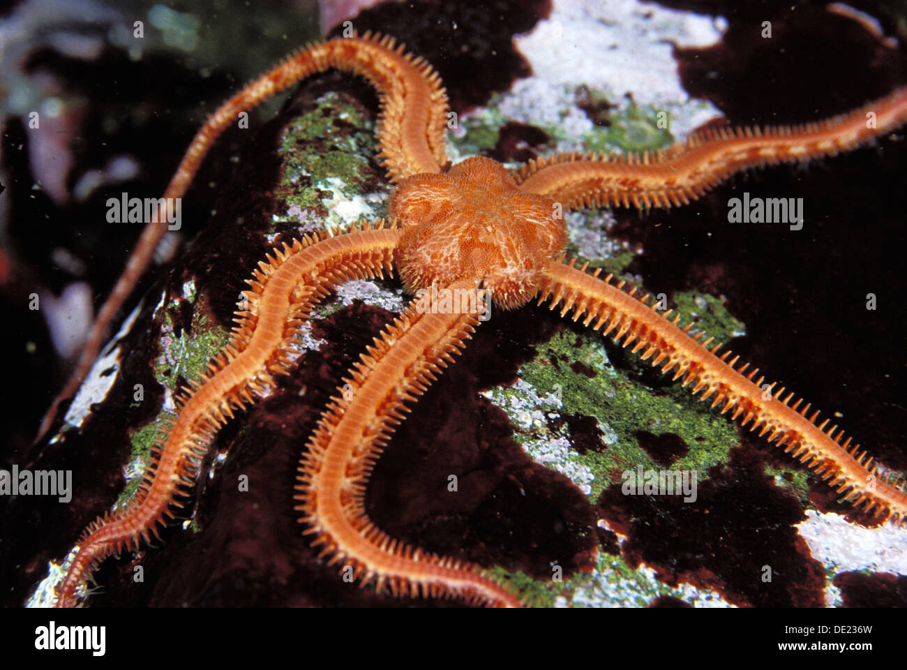 Ophiopholis aculeata hi-res stock photography and images - Alamy