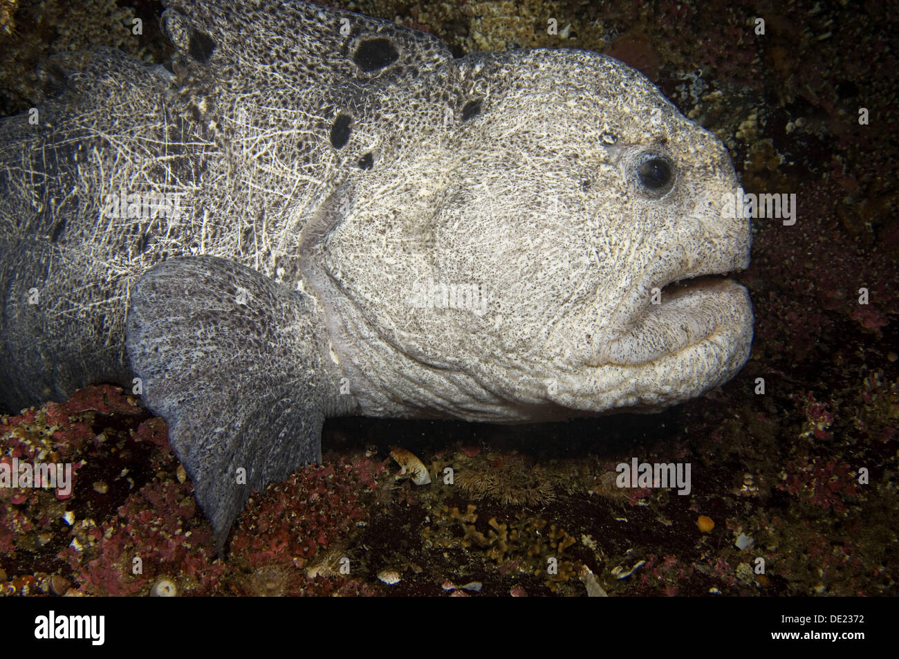 Wolf-eel, Pacific Northwest, Fish, Canada, Anarrhichthys ocellatus ...