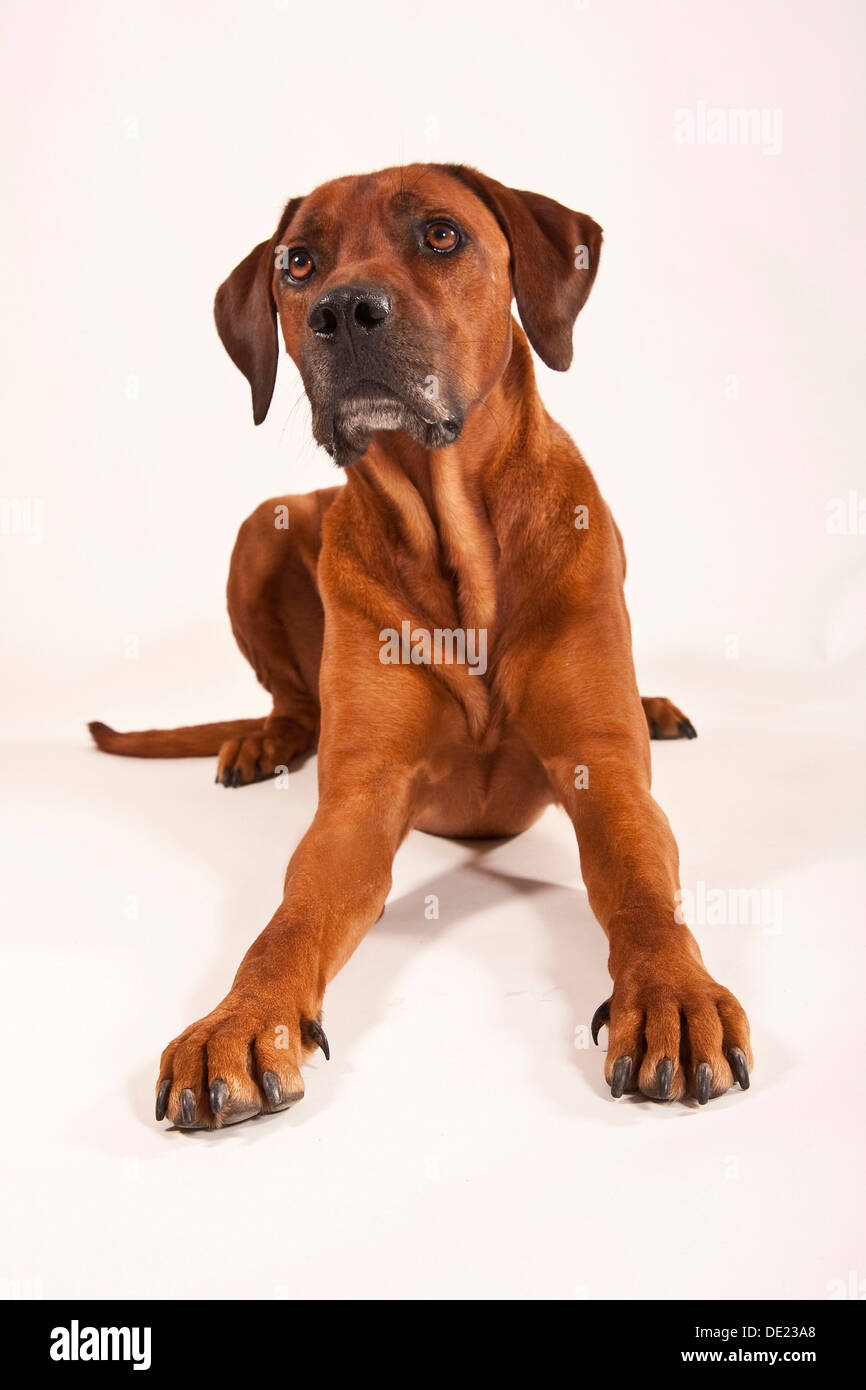 Rhodesian Ridgeback, male dog Stock Photo - Alamy