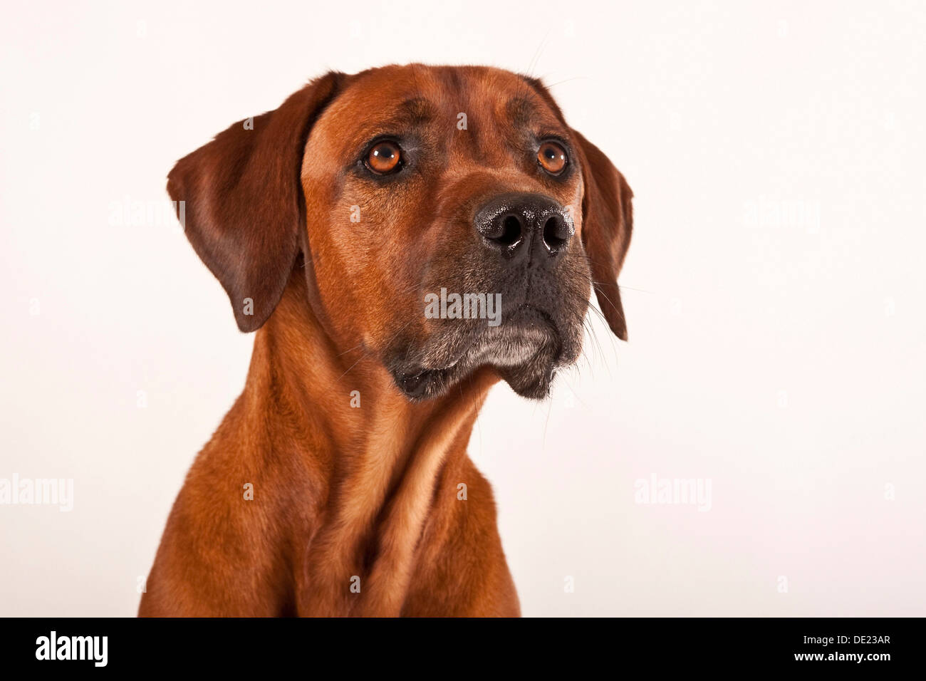 Rhodesian Ridgeback, male dog, portrait Stock Photo - Alamy