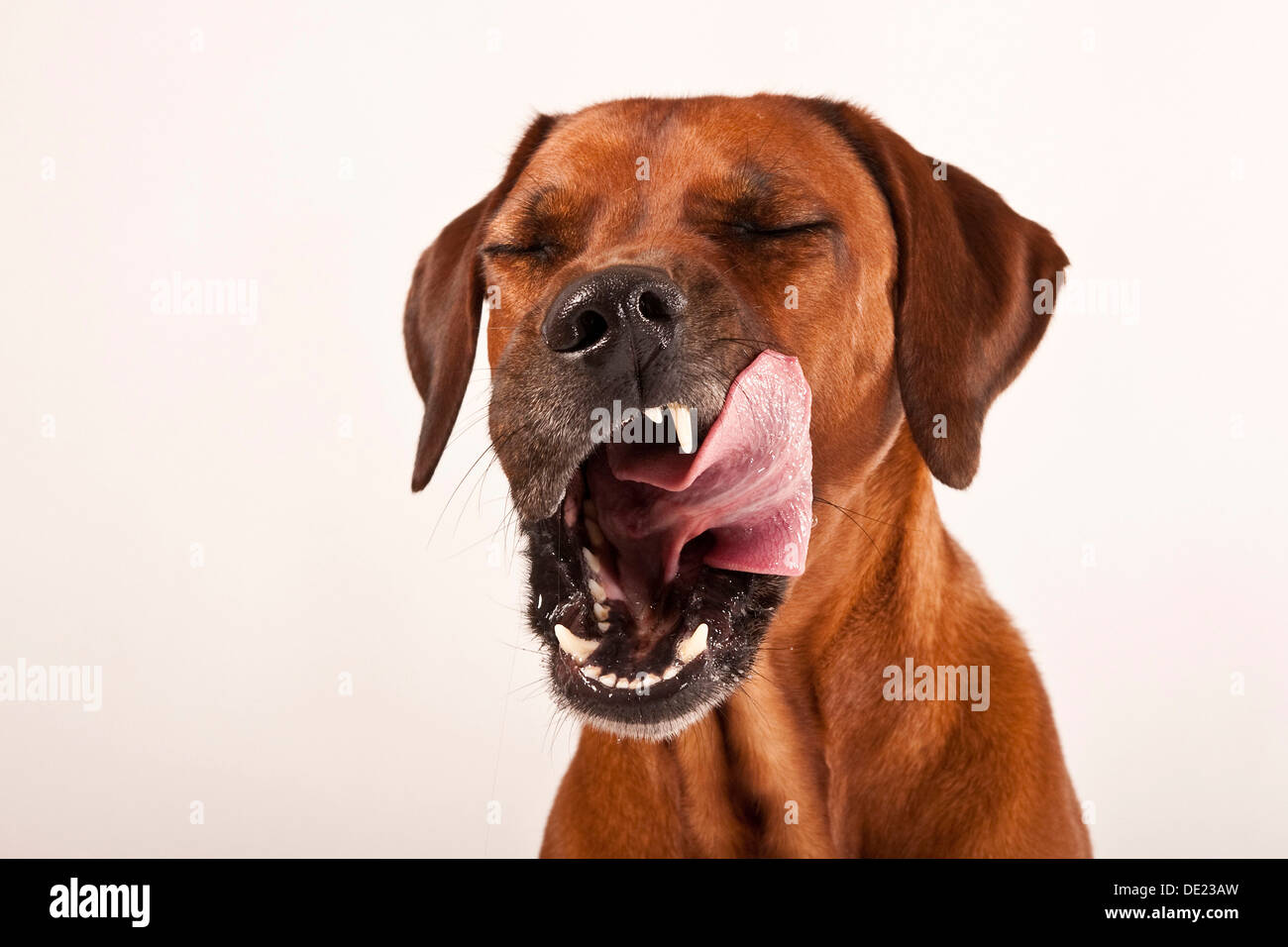 Rhodesian Ridgeback, male dog, licking his tongue around his mouth ...