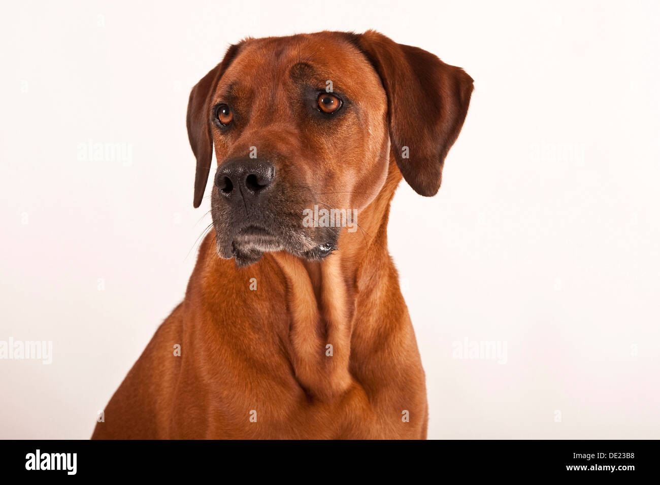 Rhodesian Ridgeback, male dog, portrait Stock Photo - Alamy