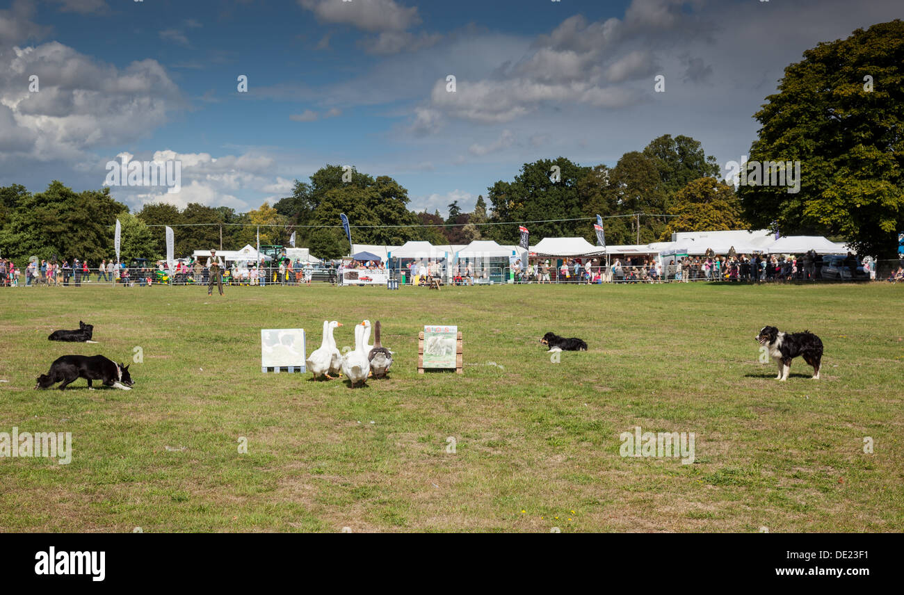 Country fair norfolk hi-res stock photography and images - Alamy