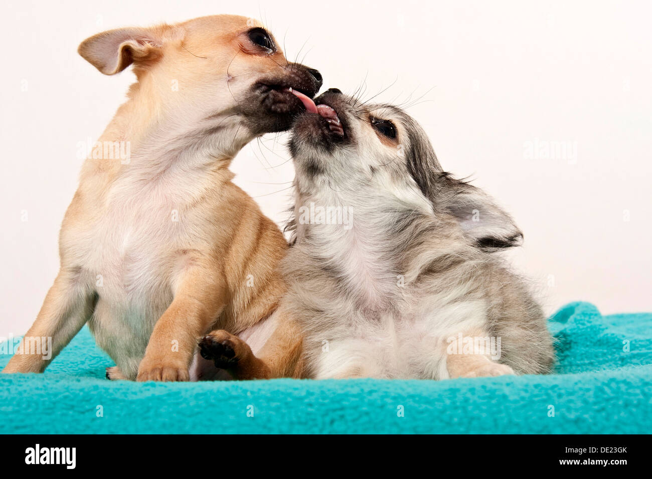 Social puppies hi-res stock photography and images - Alamy