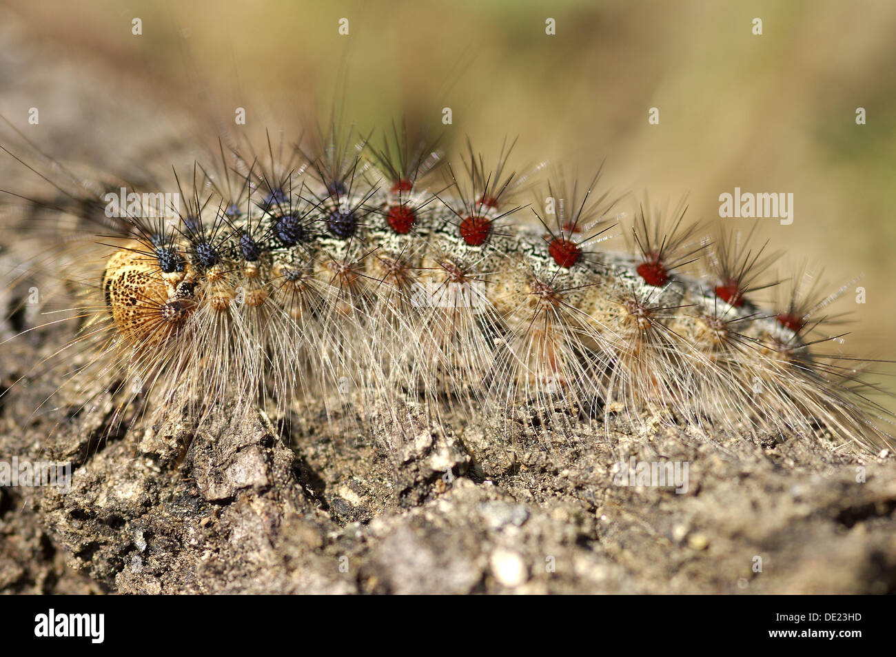 Larva of Gypsy Moth (Lymantria dispar). Sierra Madrona, Ciudad Real ...