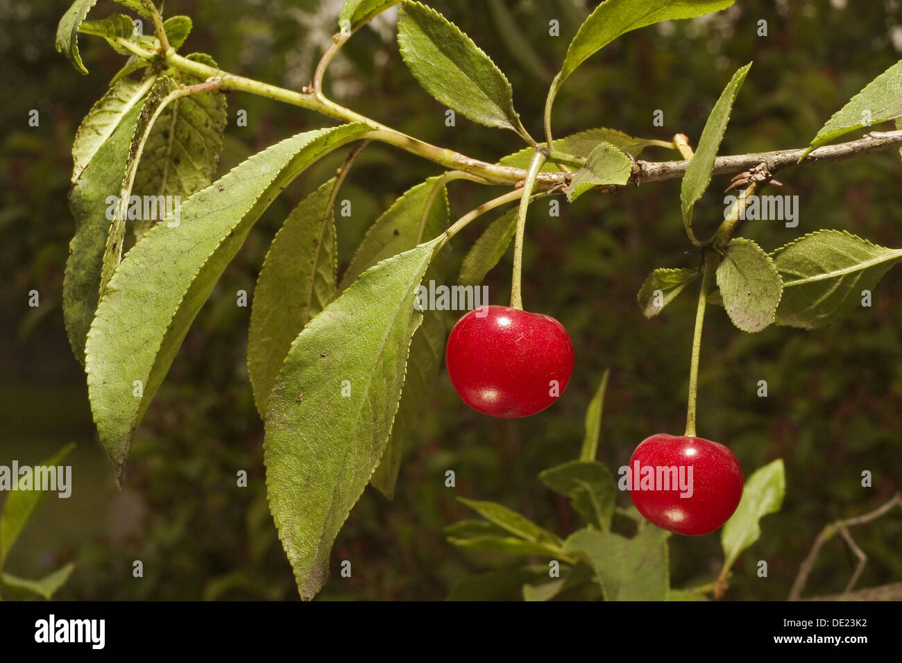 Morello tree hi-res stock photography and images - Alamy