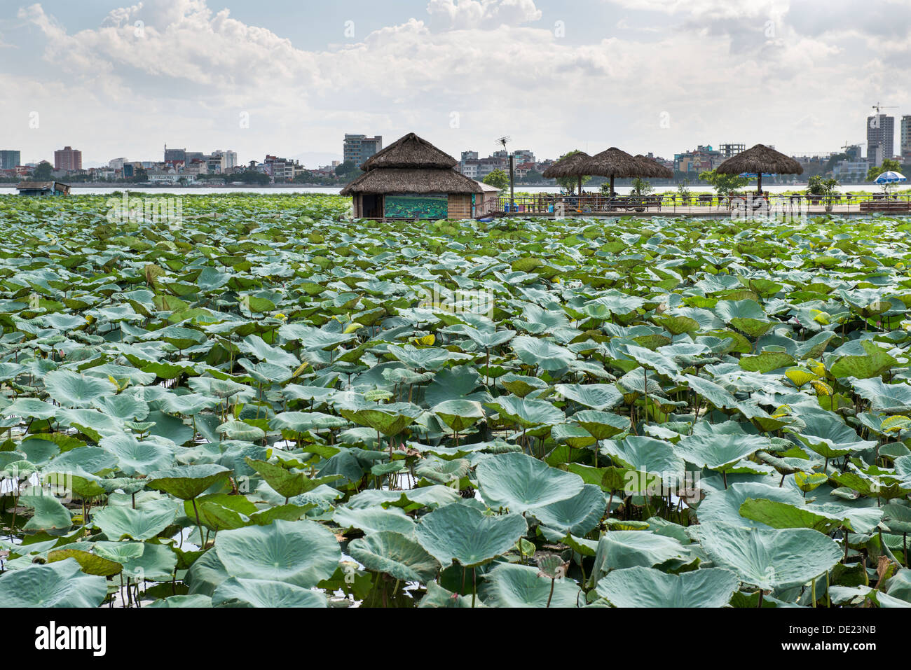 Lotus farm in the West Lake(Hồ Tây), Hanoi, Vietnam Stock Photo - Alamy