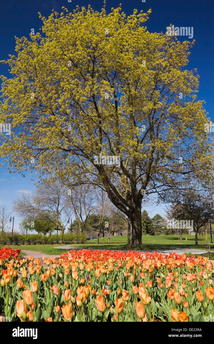 Orange tulip tree hi-res stock photography and images - Alamy