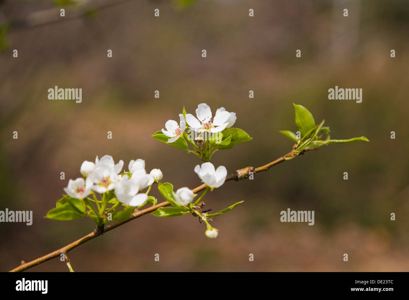 Close-up of a Pear tree bloom (Pyrus) in the "Jardin du Grand Portage ...