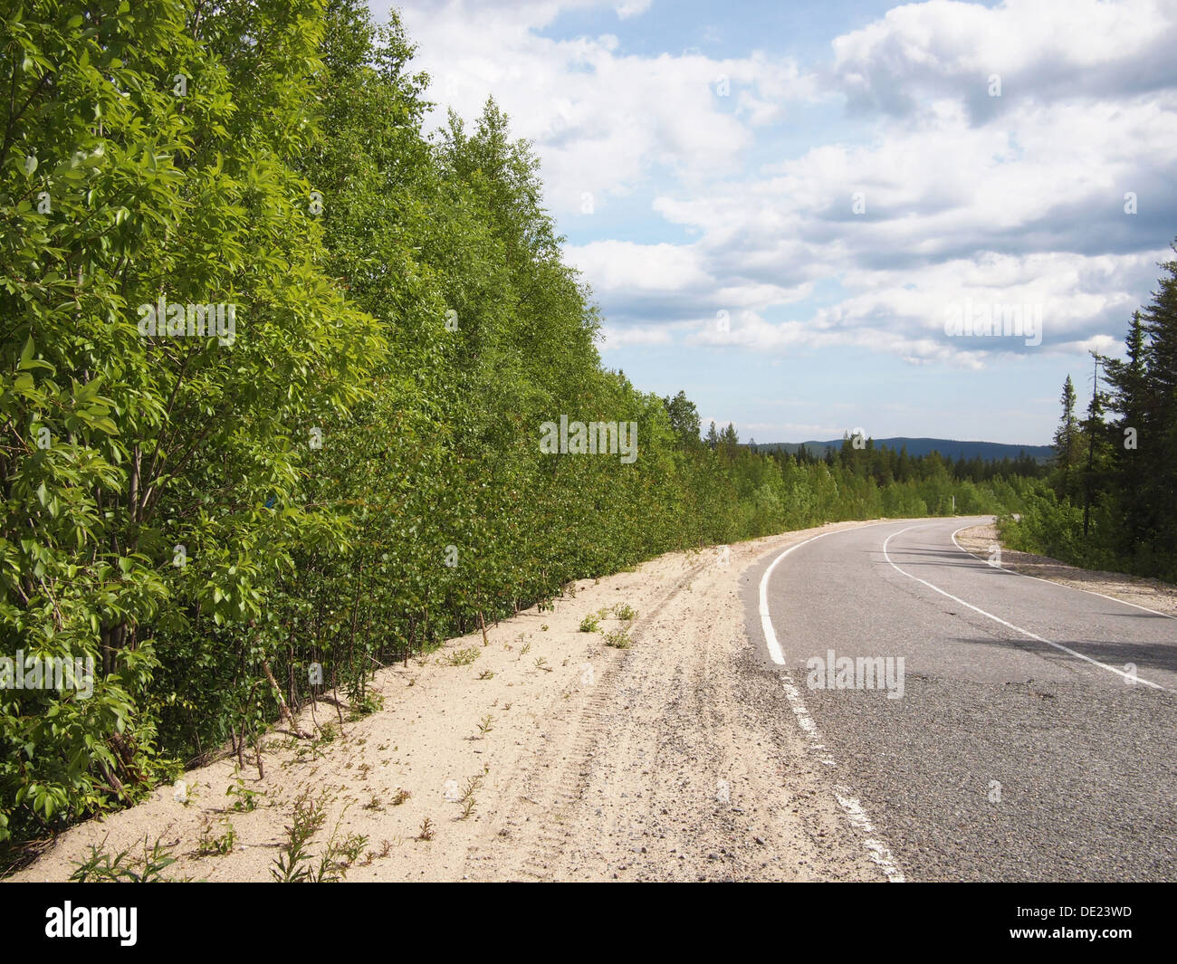 road in beautiful green forest Stock Photo - Alamy
